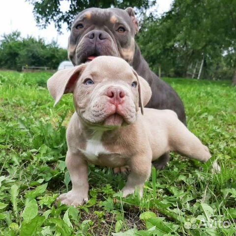 Micro exotic bully