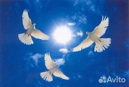 Белые голуби