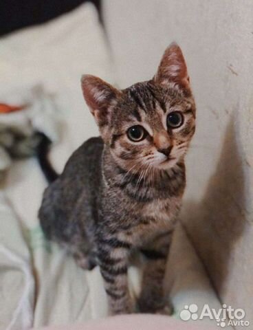 Отдаётся в добрые руки кошечка Соня