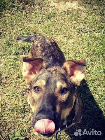 Пёс Грей в добрые руки