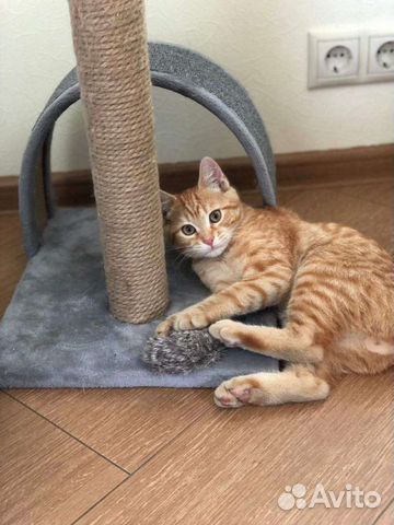 Рыжий Котенок Счастливчик