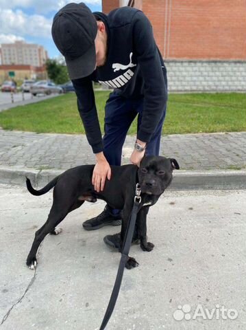 Апбт, кобель, 1 год