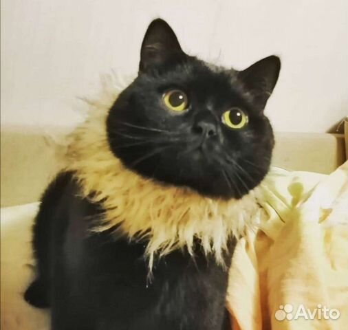 Кот Британец