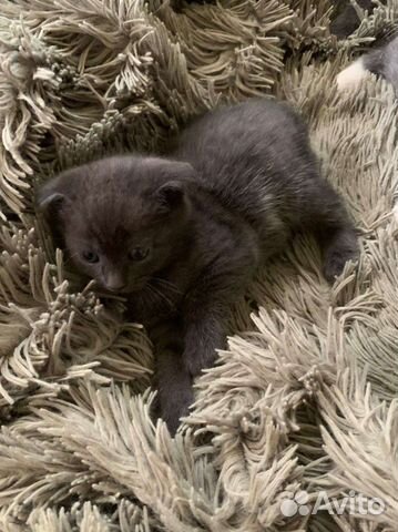 Британские котята,мама Британка,папа полубританец