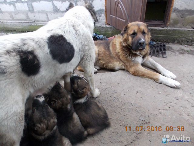 Продаются щенки