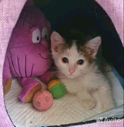 Котёнок