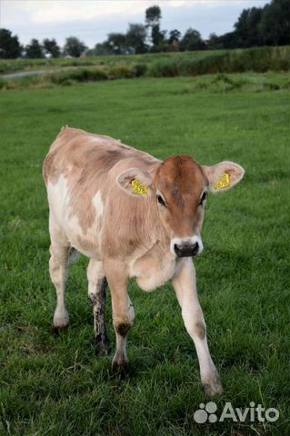 Продам молодого бычка