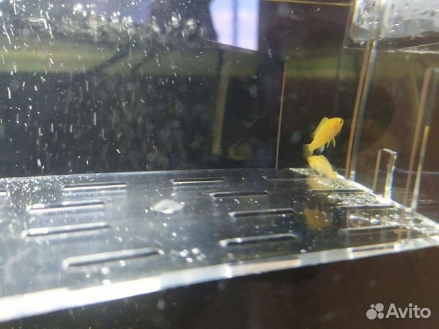 Цихлиды елоу мальки