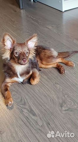 Собака лисичка мелкая