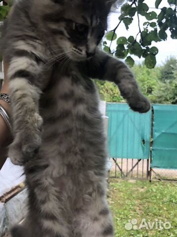 Котенок Пух 2 мес ищет дом