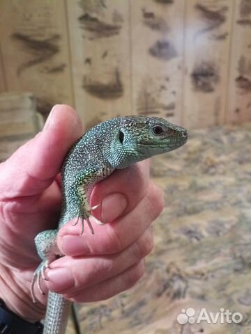 Зеленая ящерица