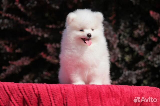 Щенки померанского шпица