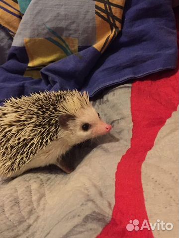 Африканский еж