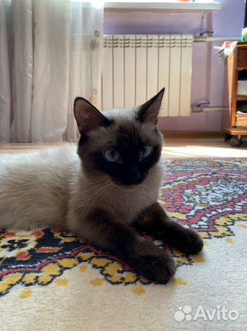 Ищем сиамского кота для спаривания