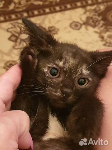 Котенок Нюша