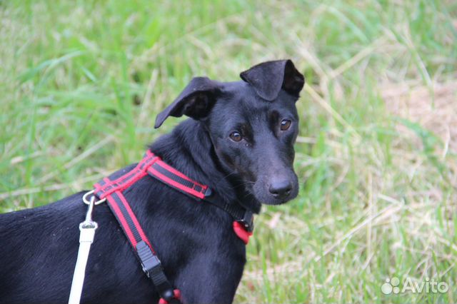 Небольшая собачка Лера 7кг