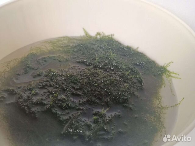 Яванский мох