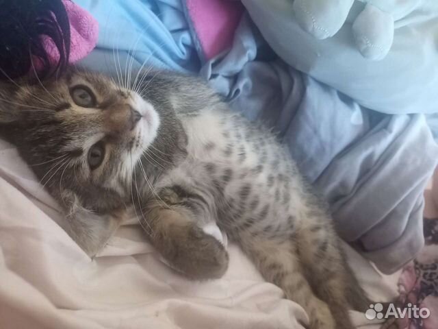 Котенок Симба ждёт свою семью
