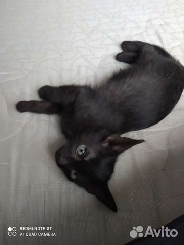 Отдадим 4 котят в хорошие руки