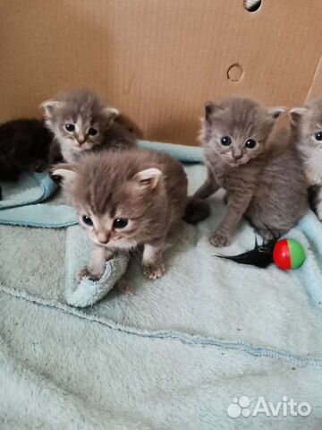 Британская вислоухая кошка