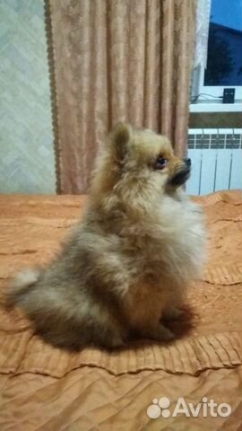 Цверг-шпиц мальчик