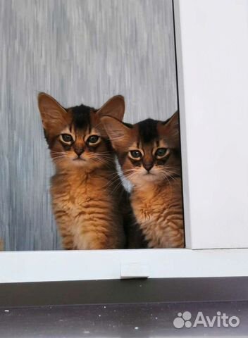 Котята лисята