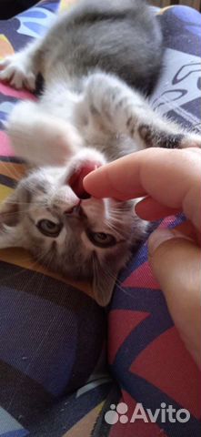 Двухмесячная девочка в добрые руки