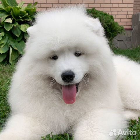 Пушистые щенки, самоеды