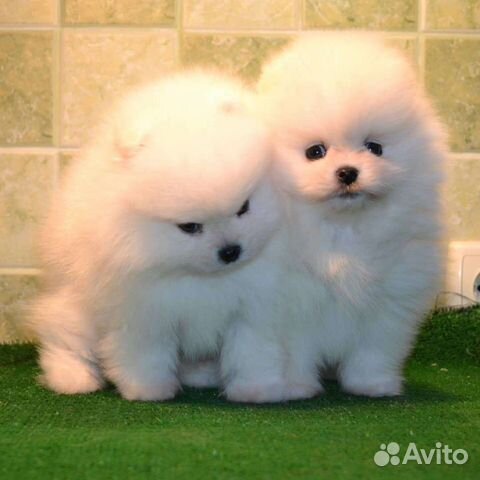 Шпицули-красотули