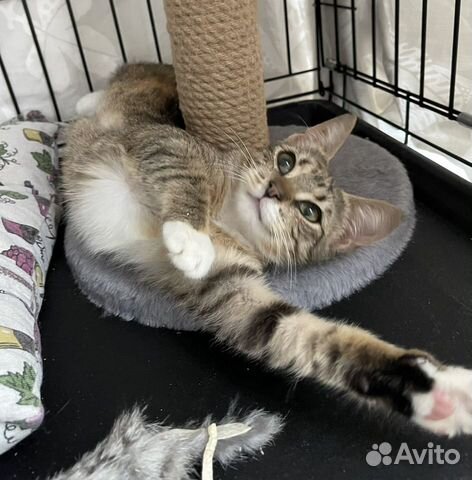 Котенок девочка 4мес