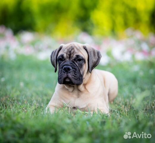 Бульмастиф