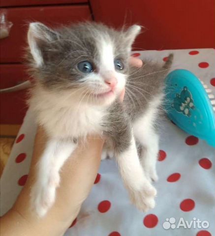 Котята в ответственные руки