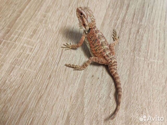 Бородатая агама