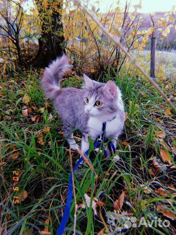 Отдам бесплатно кошку
