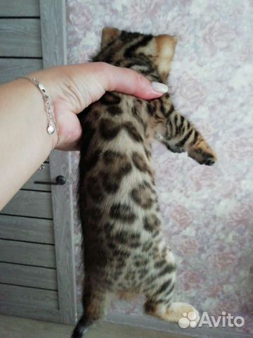 Бенгальские котята