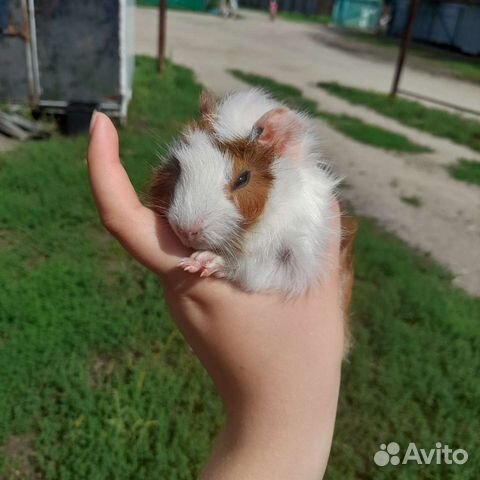 Морские свинки