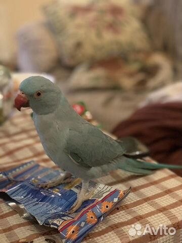 Ожереловый попугай + клетка вольер