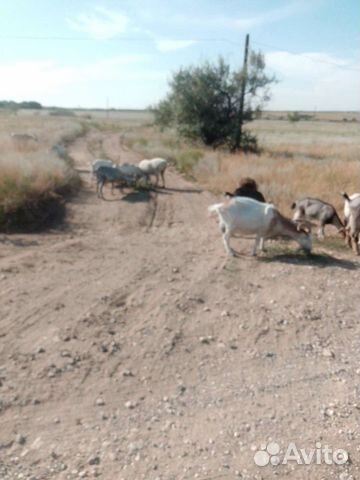 Продаются козы 7 взрослых и 3 маленьких цена догов