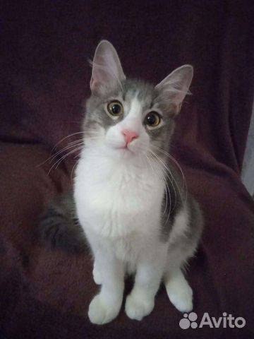 Котенок Арбуз в добрые руки