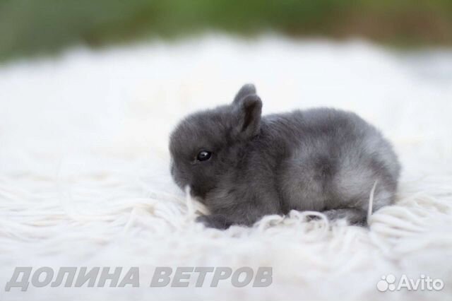 Кролик карликовый, минор голубого окраса