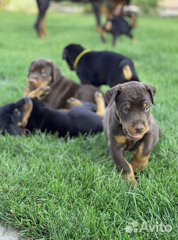 Доберман щенки