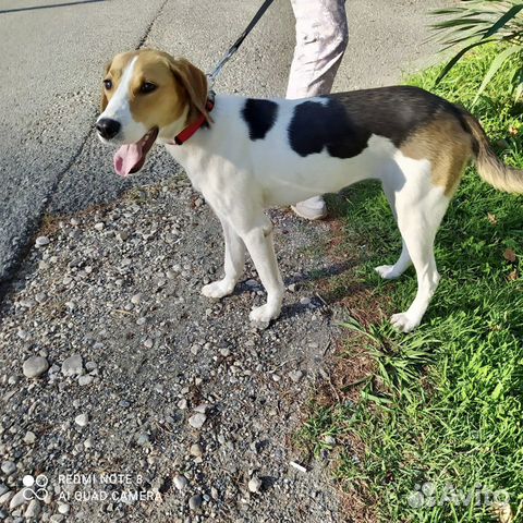 Гончие собаки