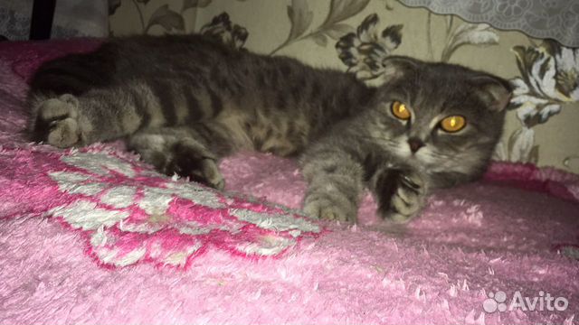 Шотландская