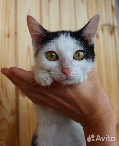 Котенок в добрые руки