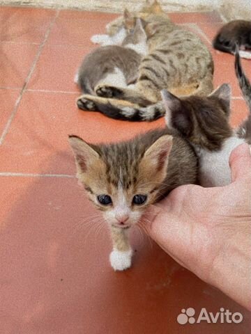 Котята очень игривые и здоровые