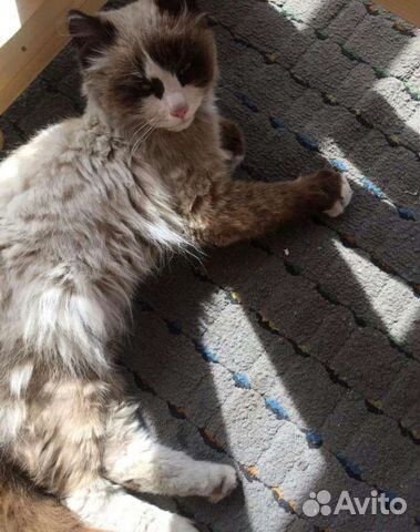 Котенок Сноу-шу