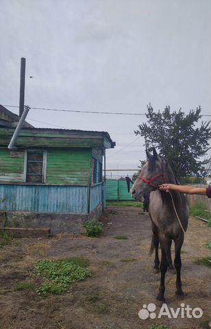 Лошадь Орловской рысистой породы