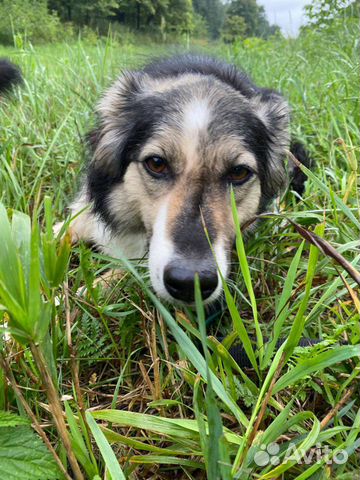 Славная девочка ищет папу и маму, семью и верных д