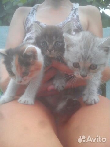 Котята