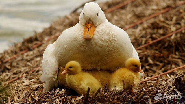 Утята индоутки